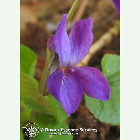 Violet contre la timidité élixir FES